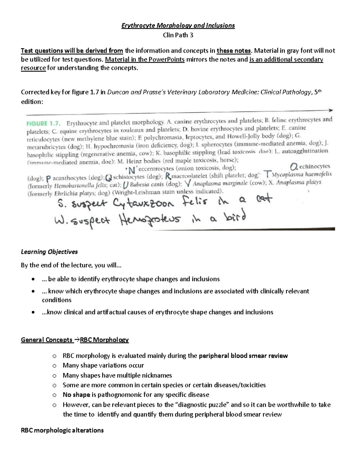 Clin Path - RBC Morphology - Erythrocyte Morphology and Inclusions Clin ...