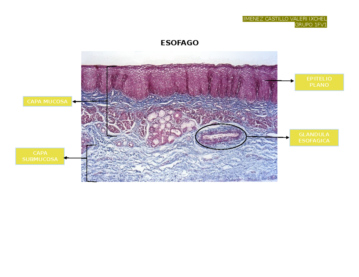 Esofago - Anatomía - BUAP - Studocu