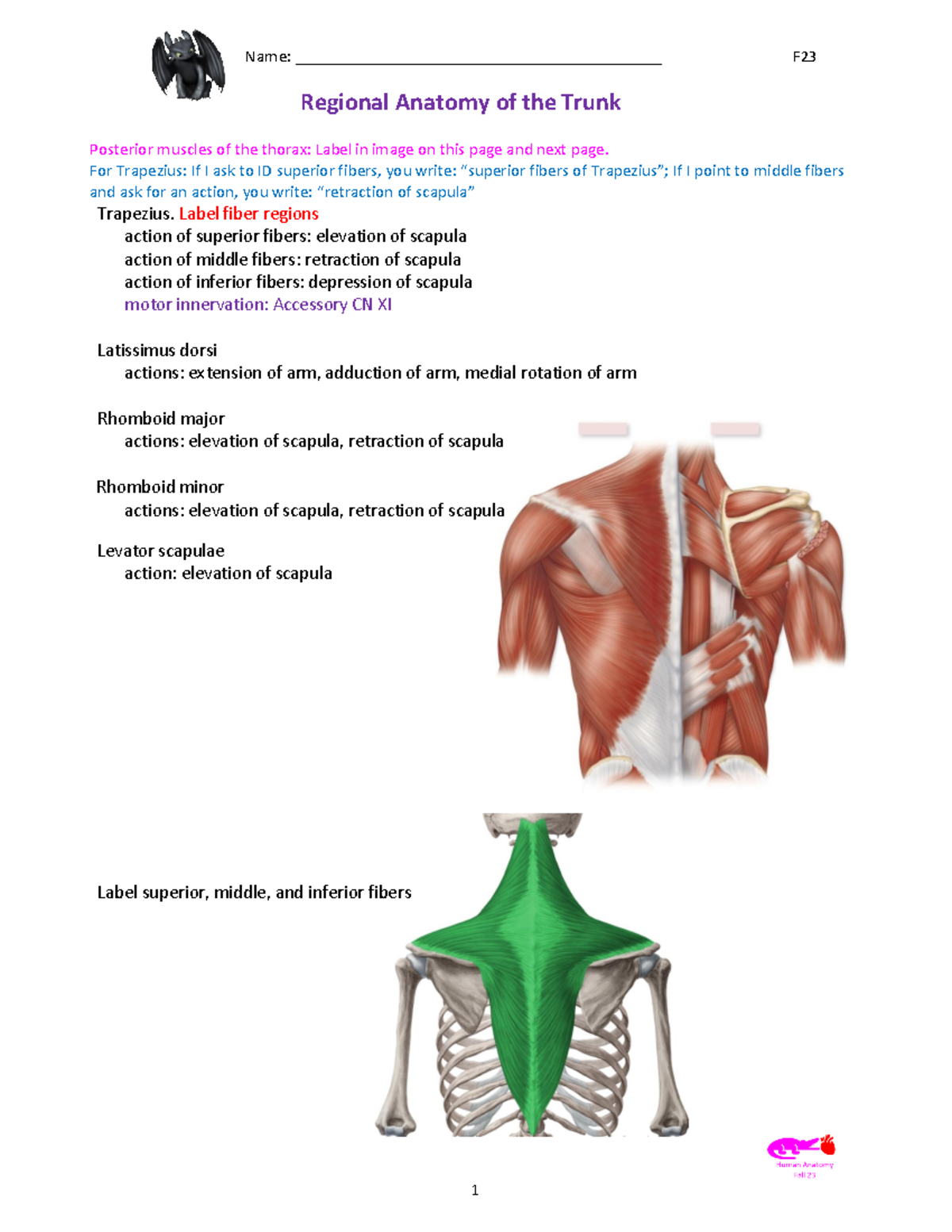 Regional Anatomy of the Trunk & LE F23 - Regional Anatomy of the Trunk ...
