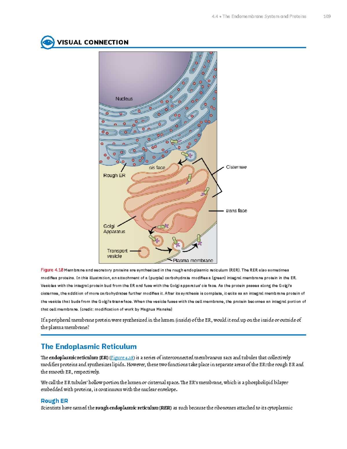 Chapter 4 Cell Structure Part 5 - VISUAL CONNECTION Figure 4 Membrane and secretory proteins are ...