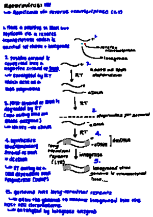 Positive ss RNA virus replication pt 2 - Positive SsRNA (single ...