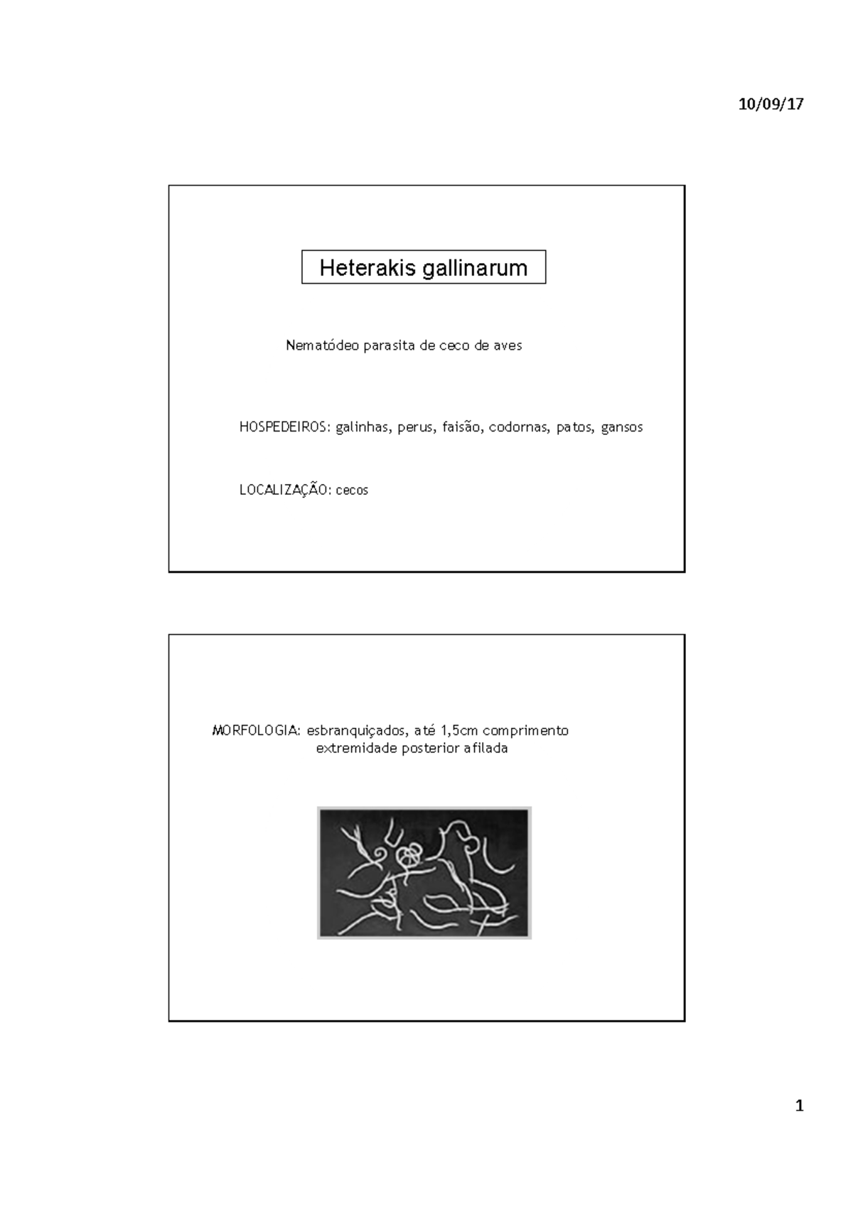 PDF Aula Parasito Heterakis - 10/09/17 1 Heterakis gallinarum Nematódeo ...