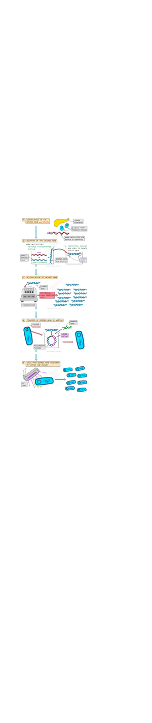 [Solved] how to do polypharmacy 7 steps review - Biology HL - Studocu