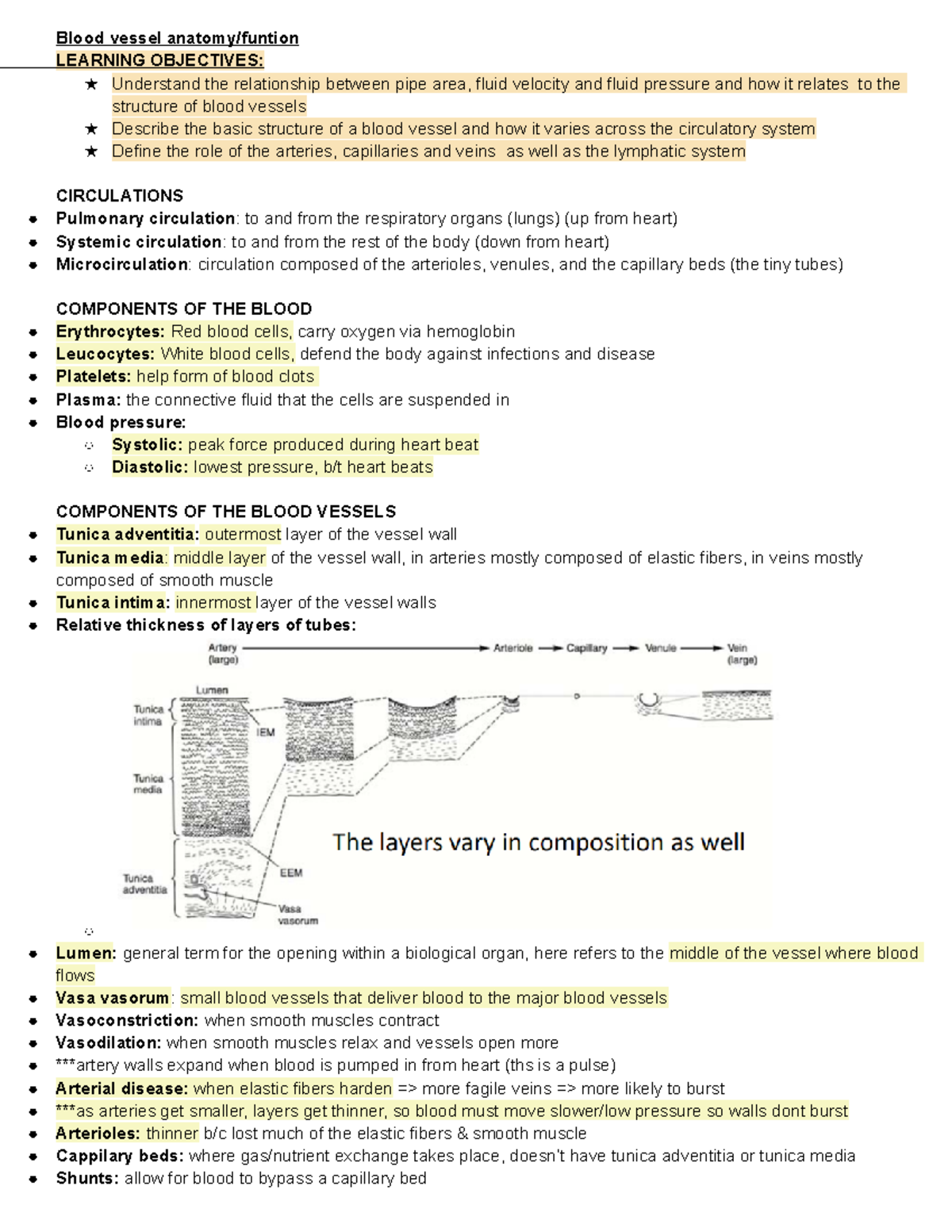 Exam 1 Cardiovascular System - Blood vessel anatomy/funtion LEARNING ...