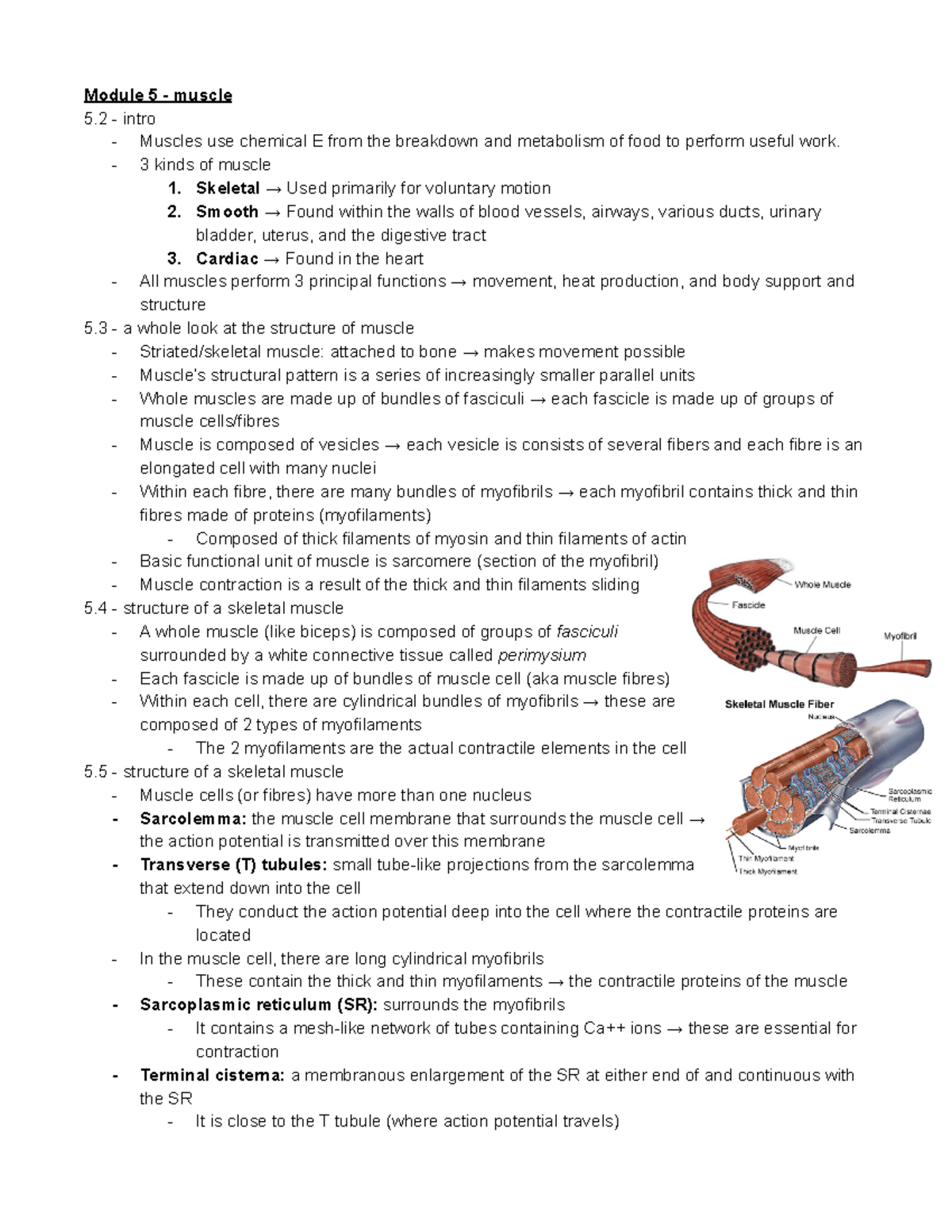 Module 5 - muscles - Module 5 - muscle 5 - intro - Muscles use chemical ...
