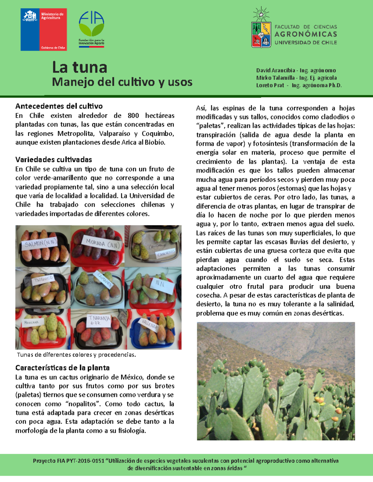 Ficha tecndica Tuna - Así, las espinas de la tuna corresponden a hojas ...