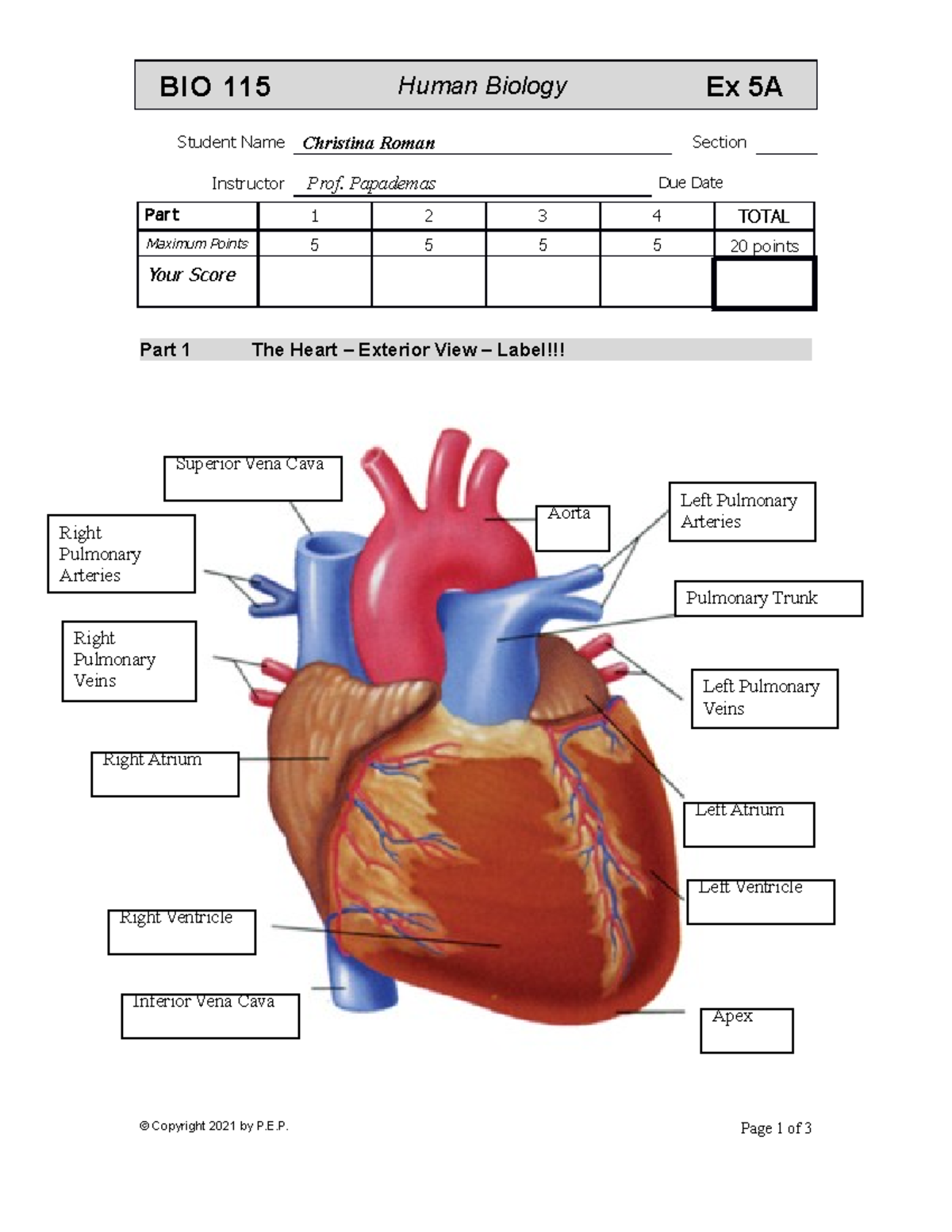 BIO 115 Exercise 05A Summer 2021 Circulatory System - BIO 115 Human ...