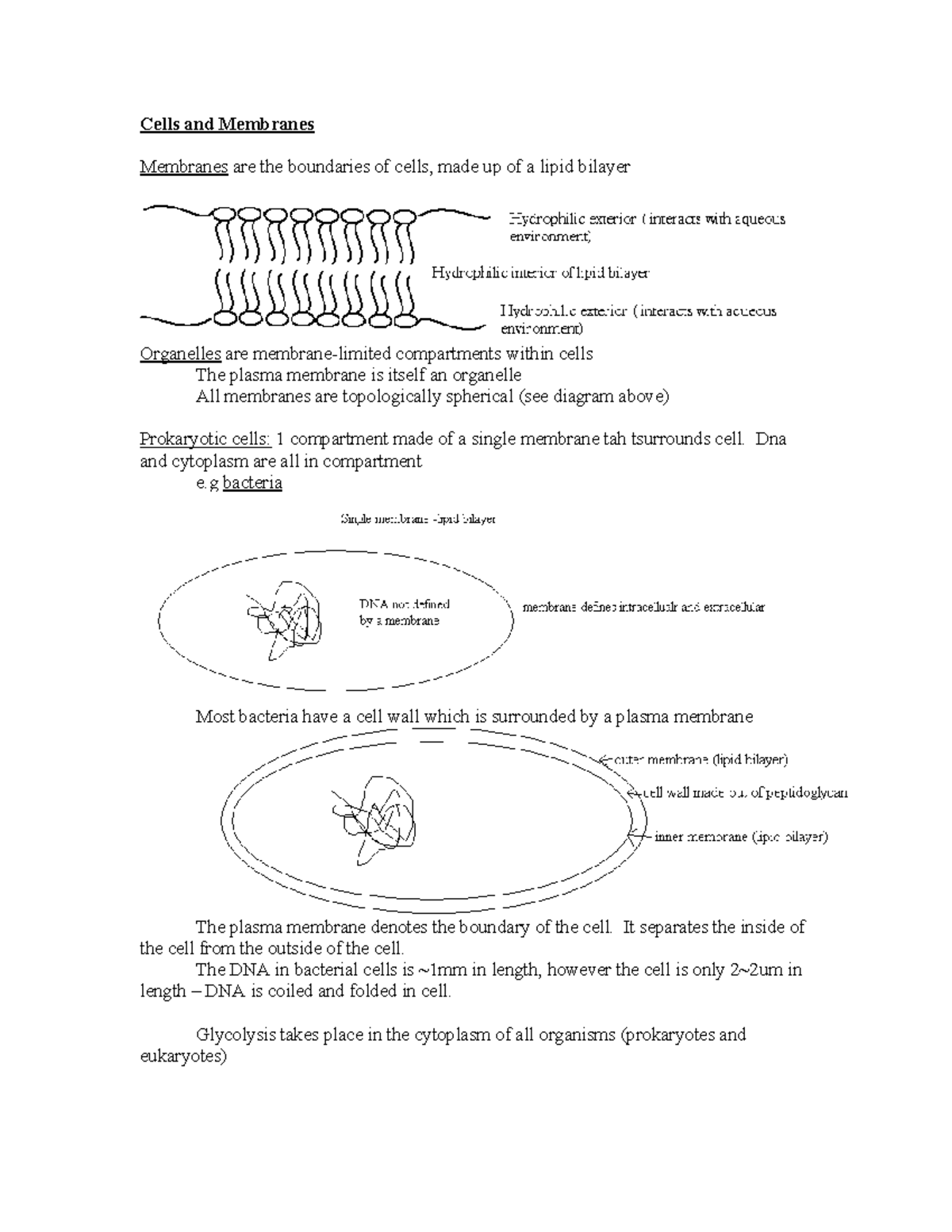Cells and Membranes - 2021-2022 Biology Lecture Notes - Cells and ...