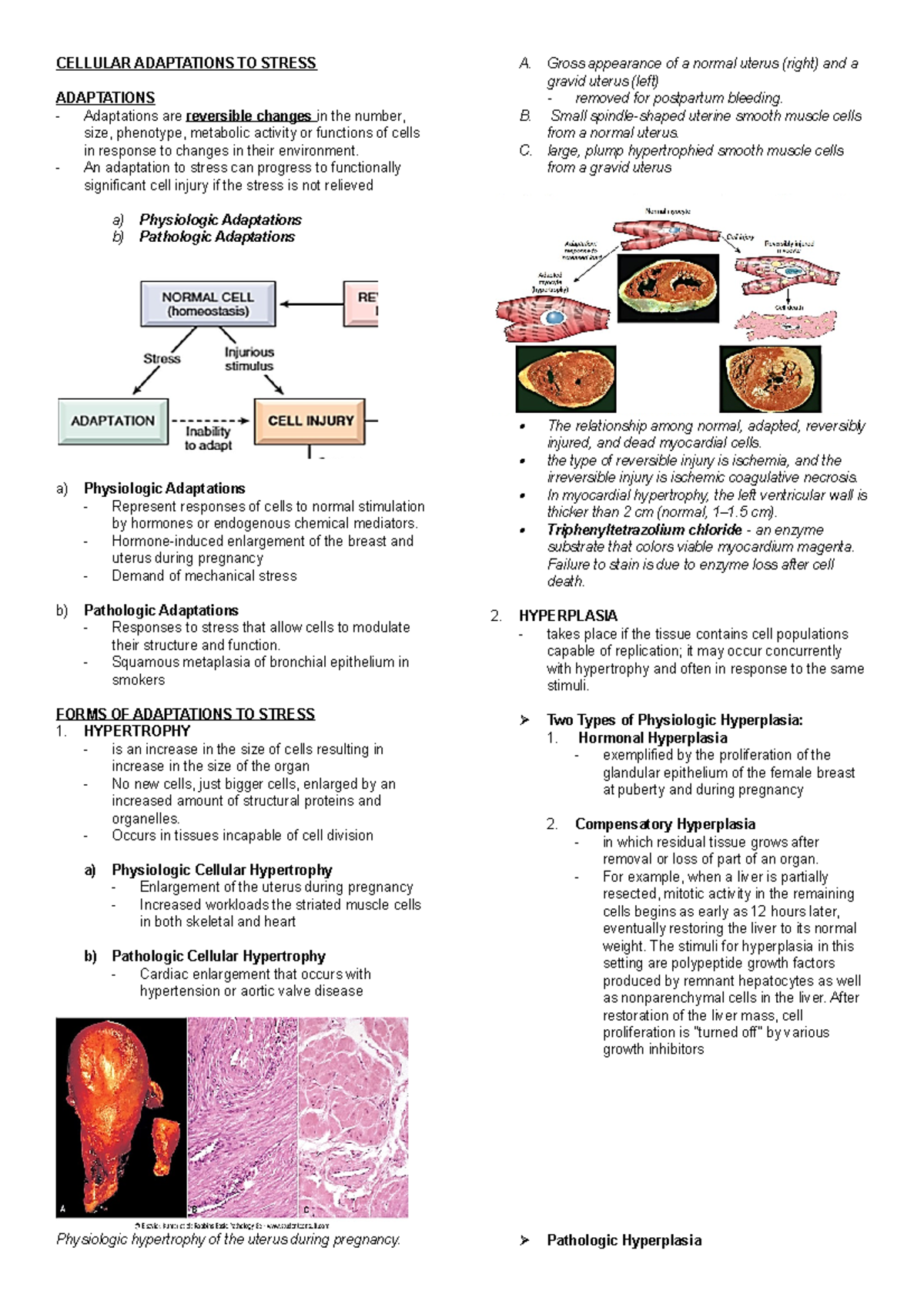 3 Cellular Adaptations TO Stress - CELLULAR ADAPTATIONS TO STRESS ADAPTATIONS Adaptations are ...