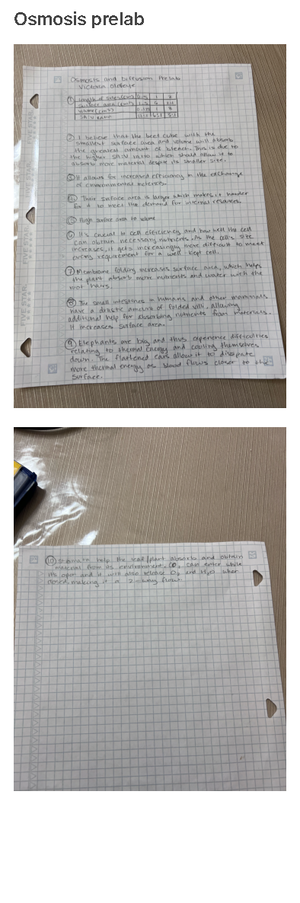 Bio Shrimp Lab - against aarcer trees 2. chorion around the brine ...