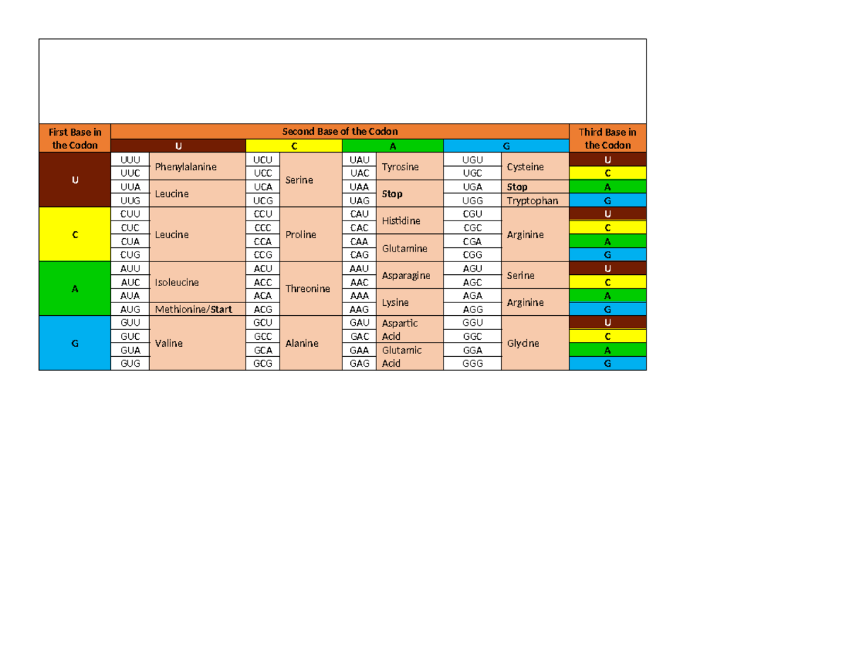 Protein Synthesis Model - Codon chart - First Base in the Codon Second ...
