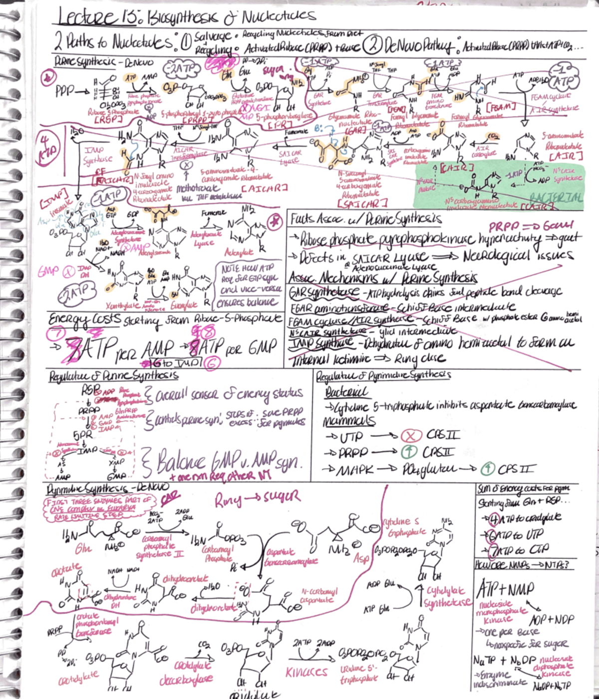 Lecture 13 Nucleotide Synthesis - BIOS 302 - Studocu