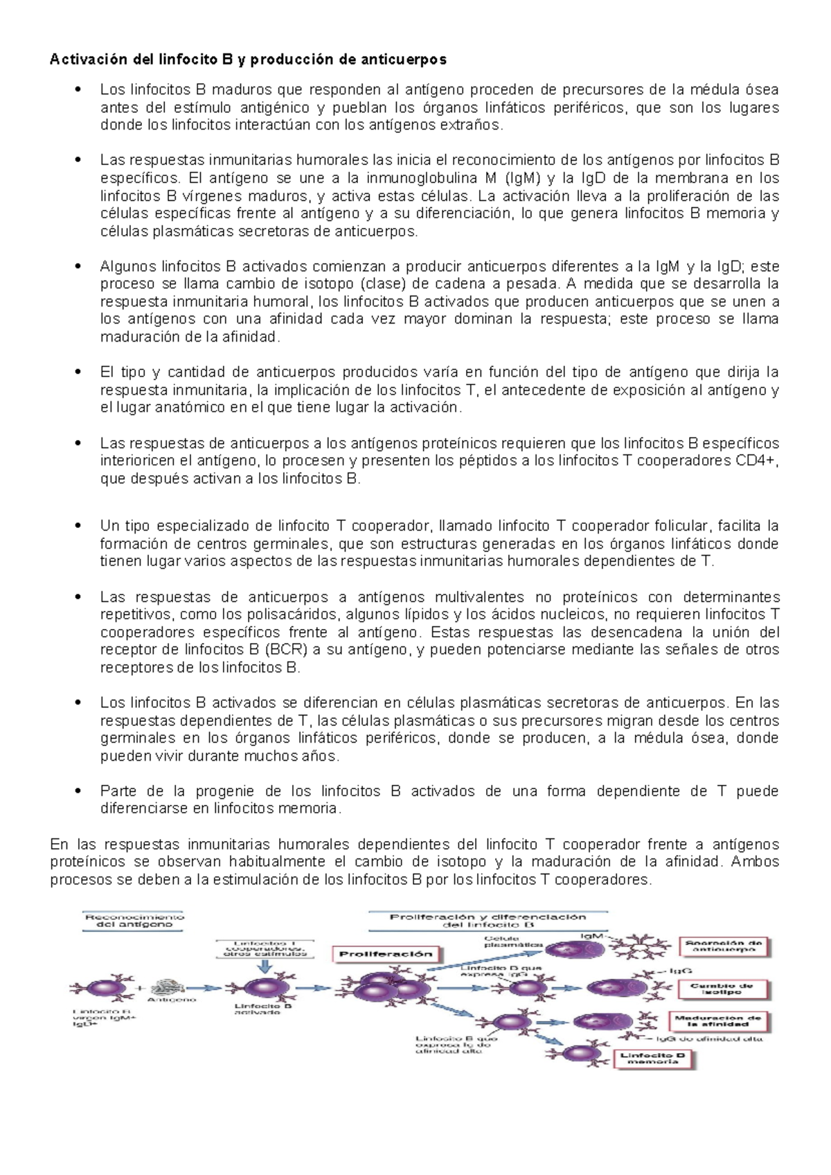 Inmunidad humoral - apunte abbas - Activación del linfocito B y producción de anticuerpos Los ...