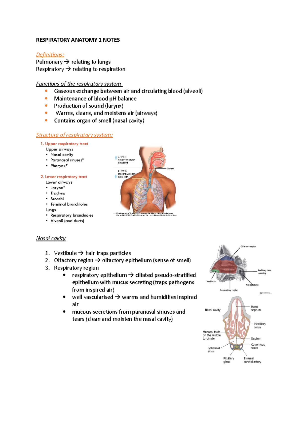 Respiratory anatomy 1 notes - RESPIRATORY ANATOMY 1 NOTES Definitions ...