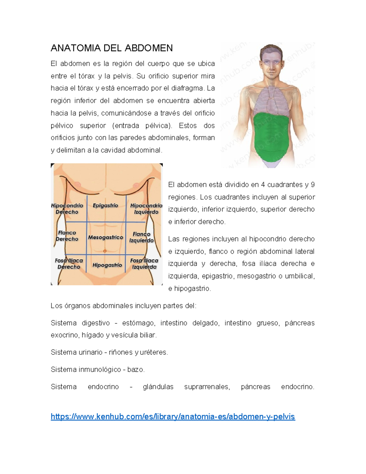 Anatomía Del Abdomen Embarazado