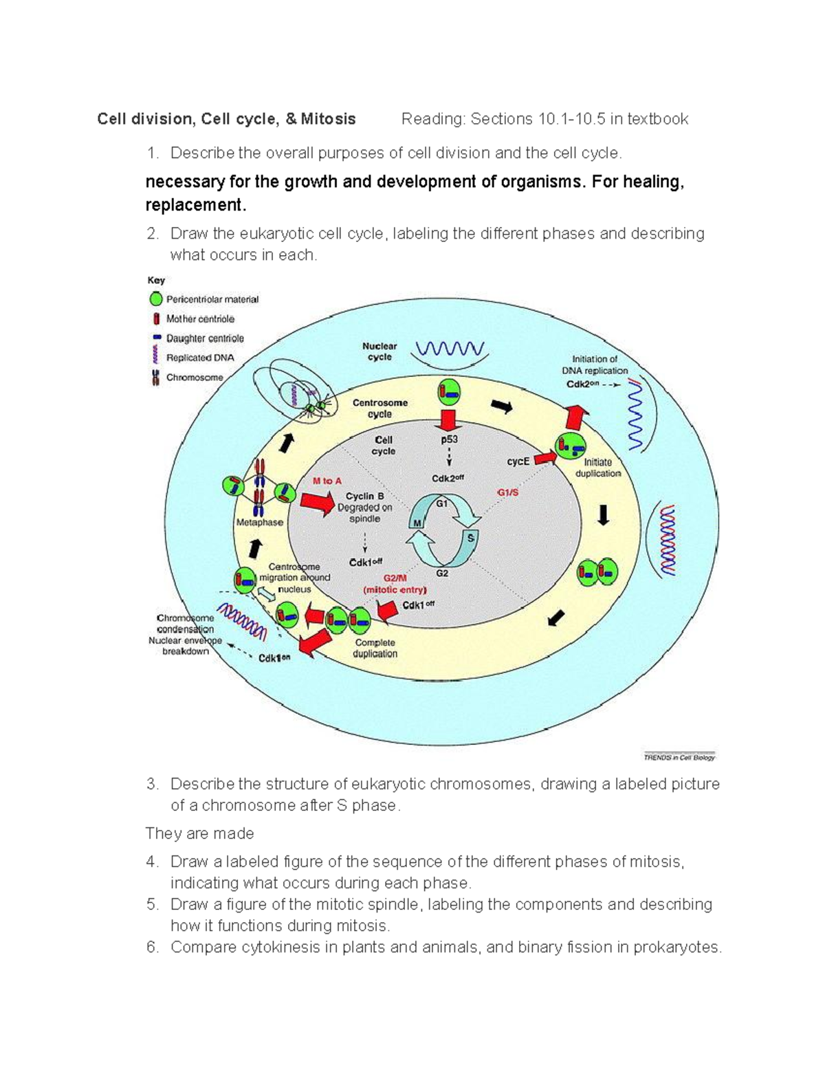 Exam 3 notes - Cell division, Cell cycle, & Mitosis Reading: Sections ...
