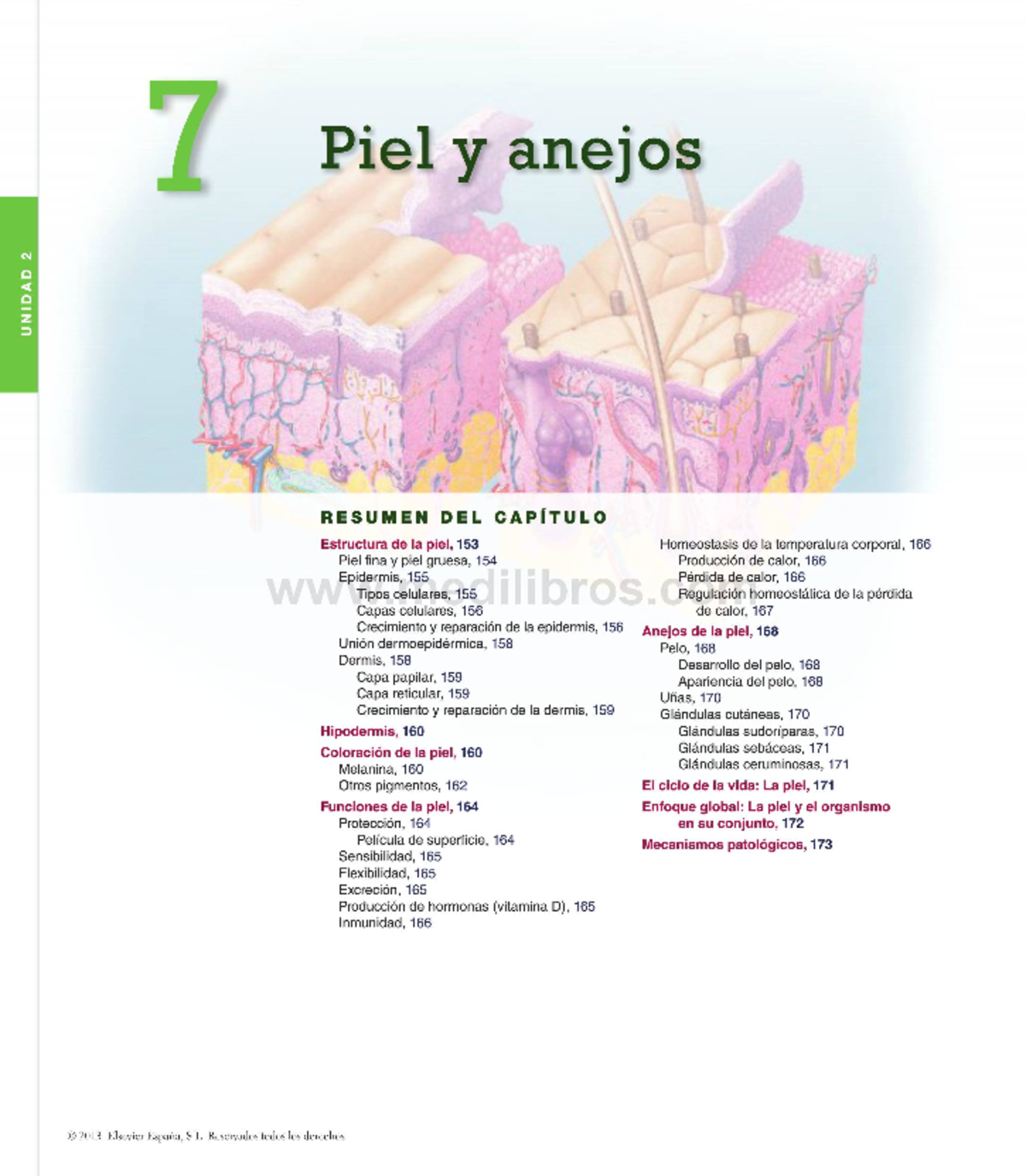 Piel y franeras cap 7 fisiología de patton - Piel y anejos f t v t . I ...