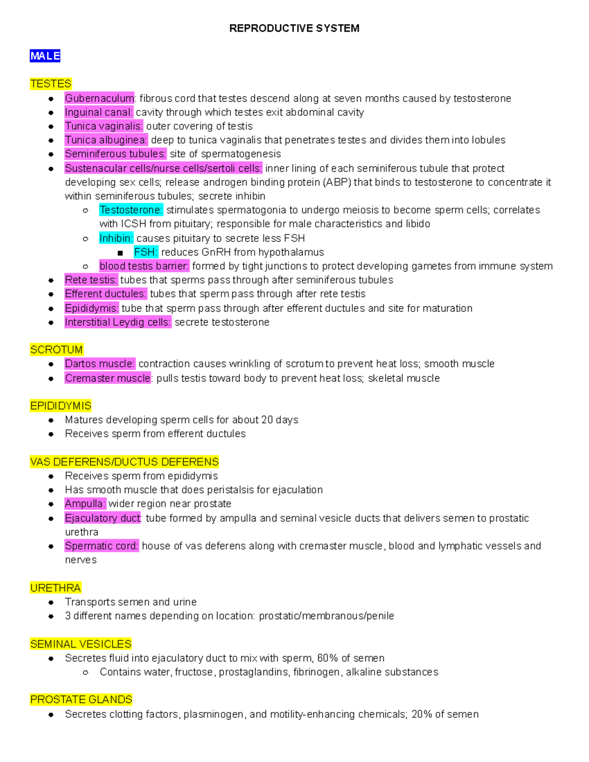 chapter 32 book notes - REPRODUCTIVE SYSTEM MALE TESTES Gubernaculum ...