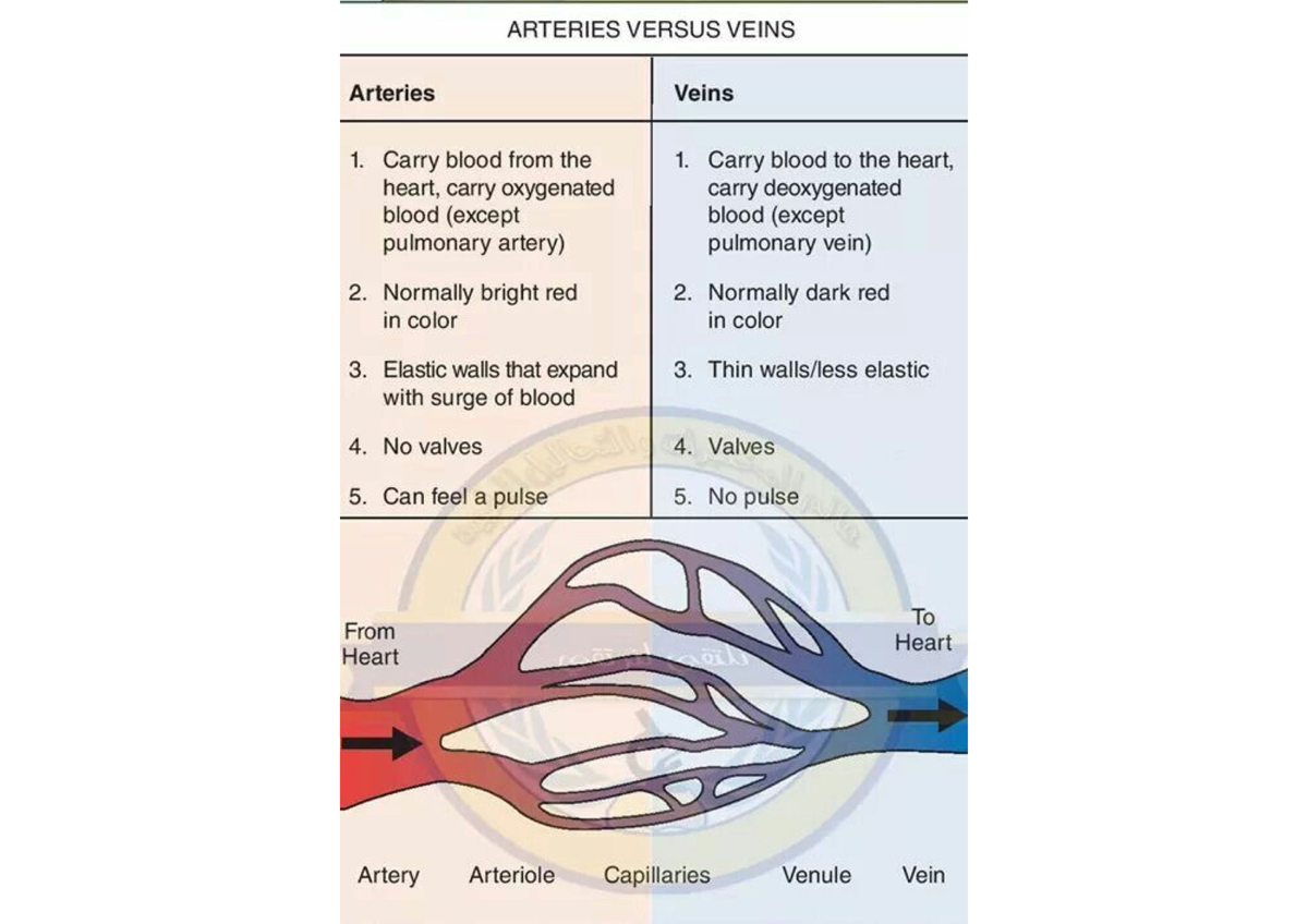 Learning with anatomy - BSC 216 - Studocu