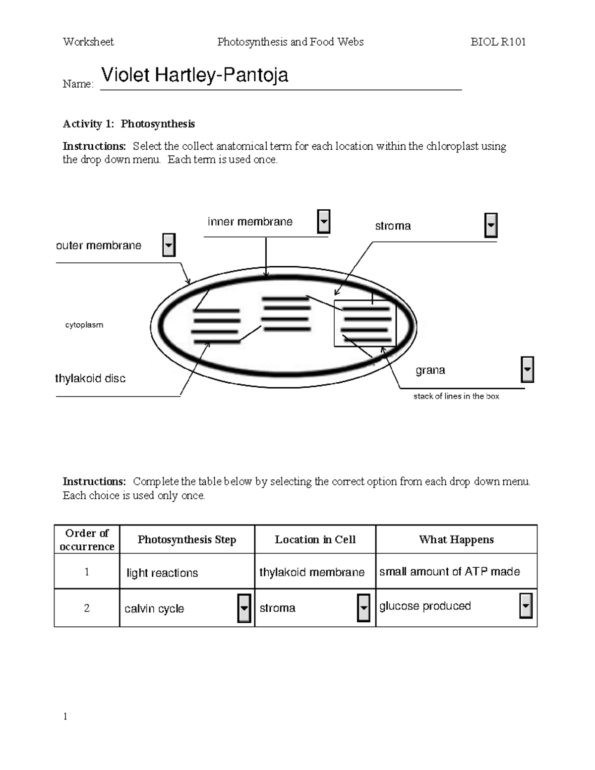 L06 - fillable photosynthesis - Worksheet Photosynthesis and Food Webs ...