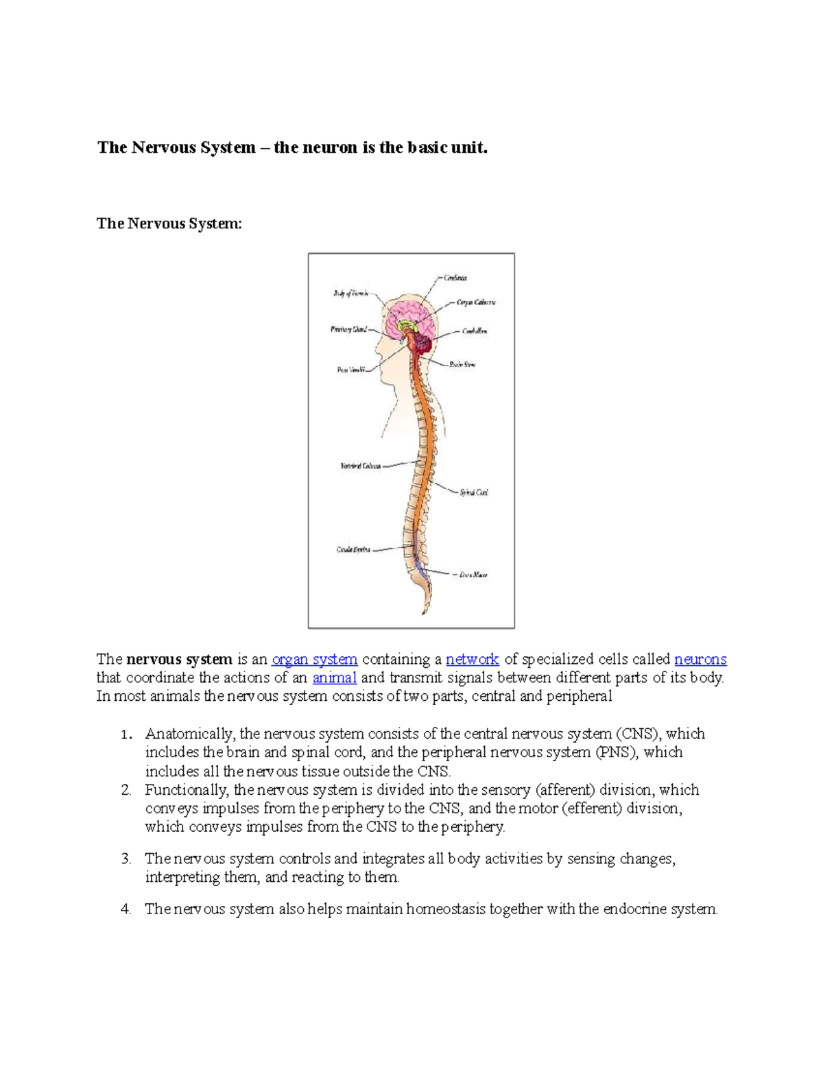 The Nervous System A&P - The Nervous System – the neuron is the basic ...