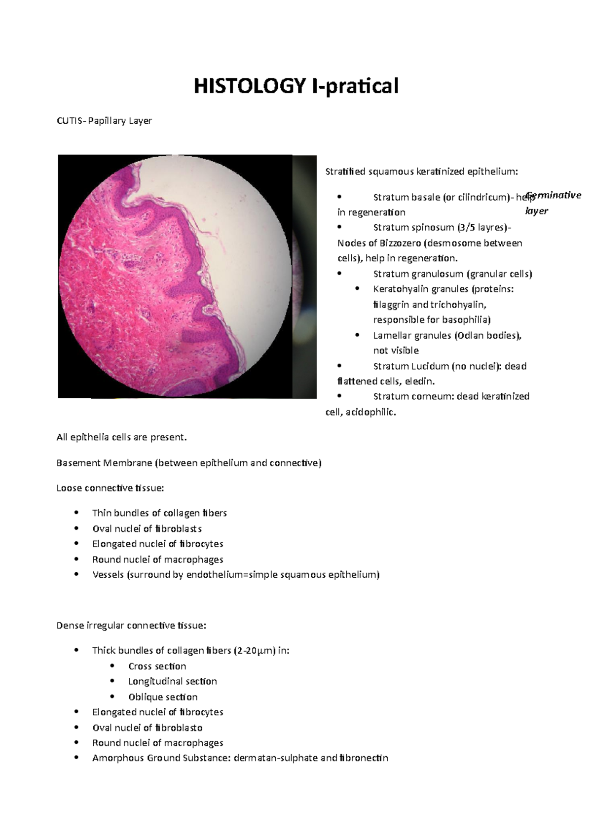 Histology I - HISTOLOGY I-pratical CUTIS- Papillary Layer Stratified ...