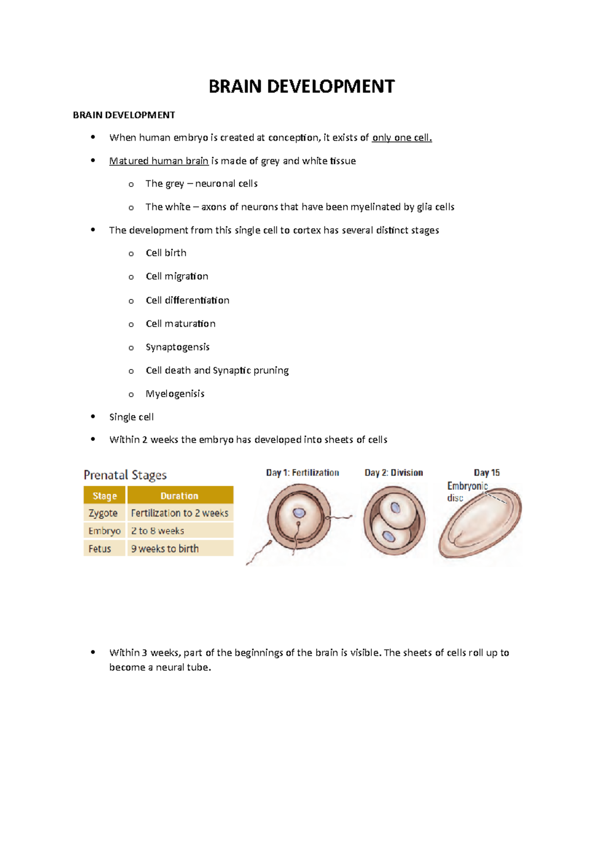 Brain development - BRAIN DEVELOPMENT BRAIN DEVELOPMENT When human ...