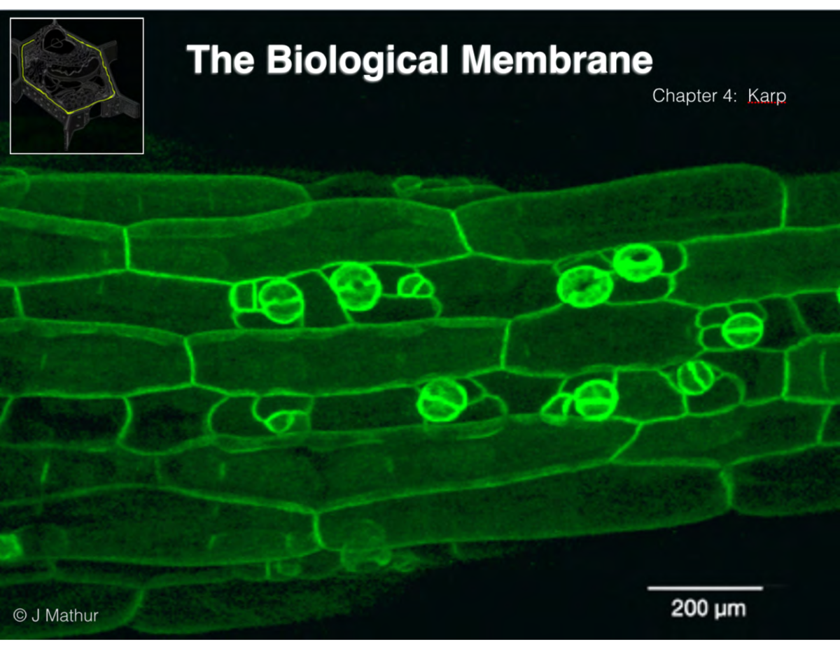 Lecture 3 Membrane- Continued - Fig 4 pg. 118 The Fluid-Mosaic model of ...