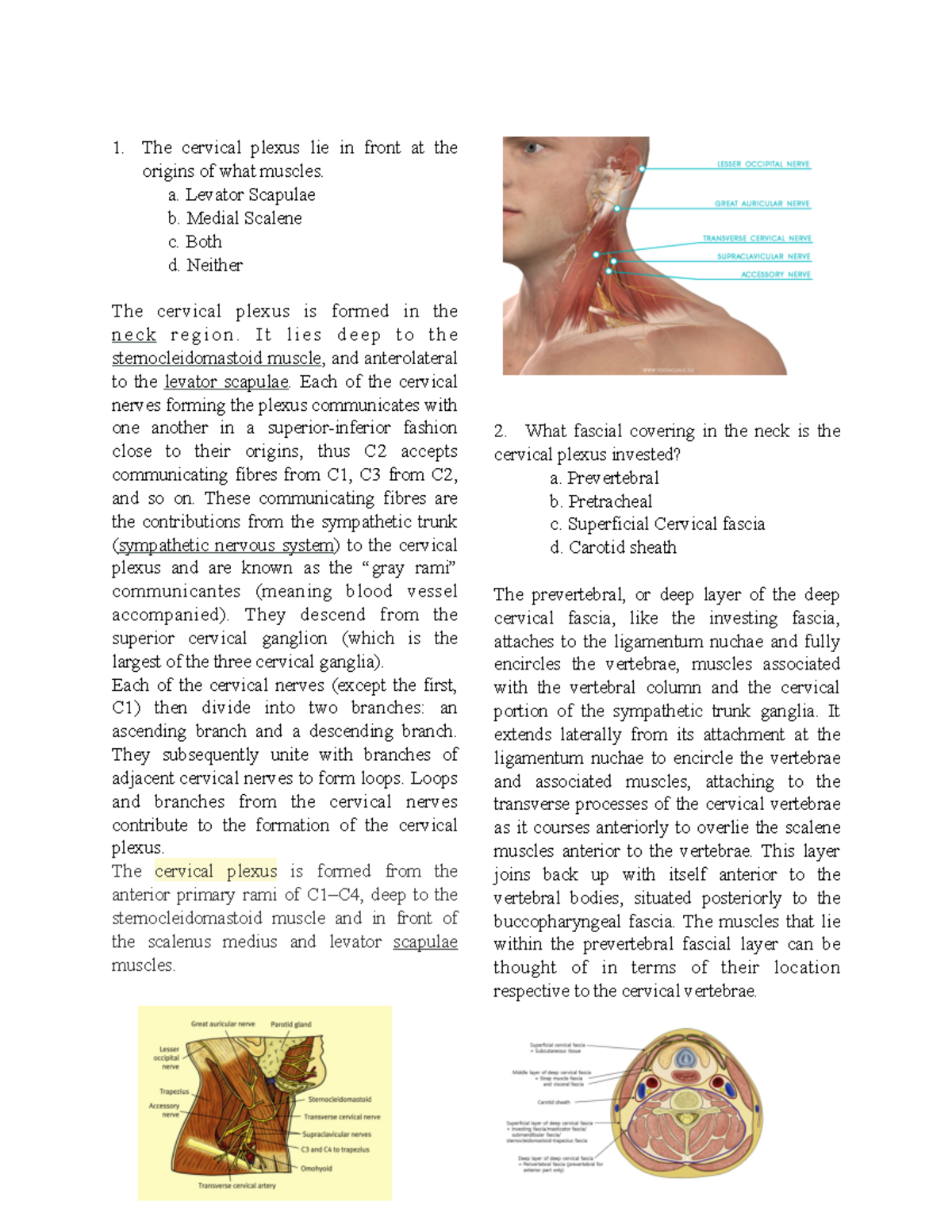 Anatomy- Cervical and Brachial Plexus(Practice Quiz) - The cervical ...