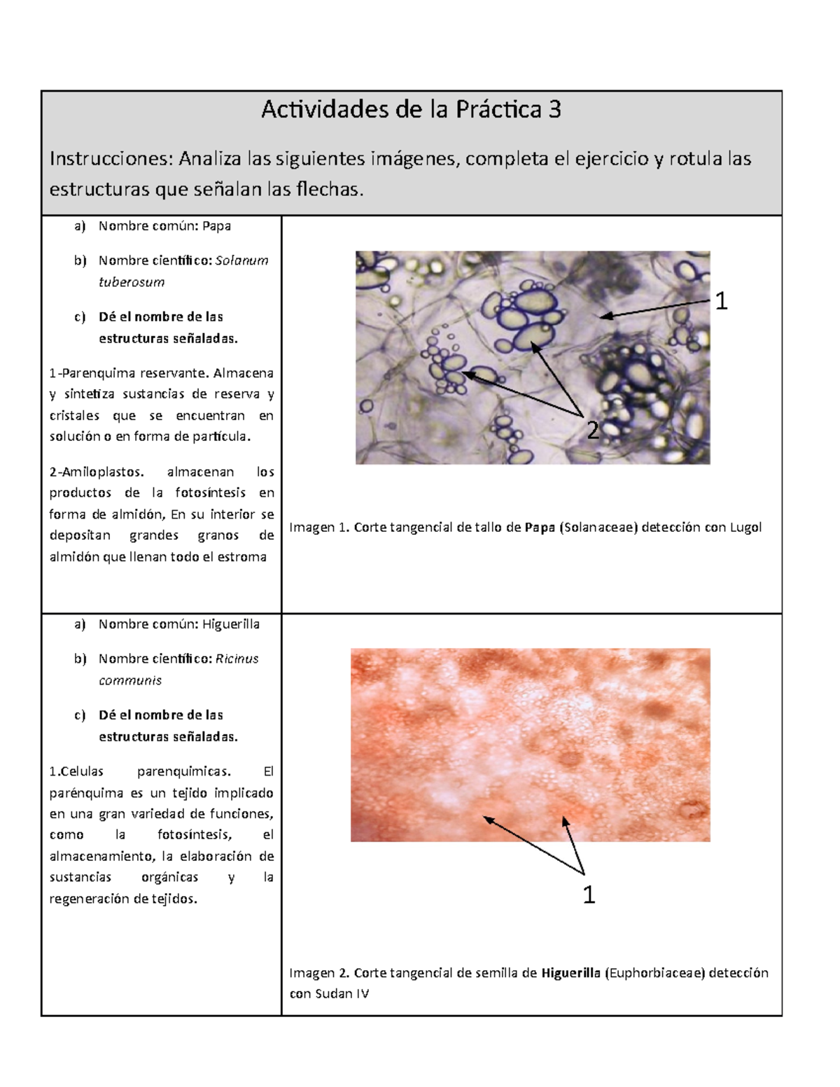 Practica tejidos simples - Actividades de la Práctica 3 Instrucciones ...