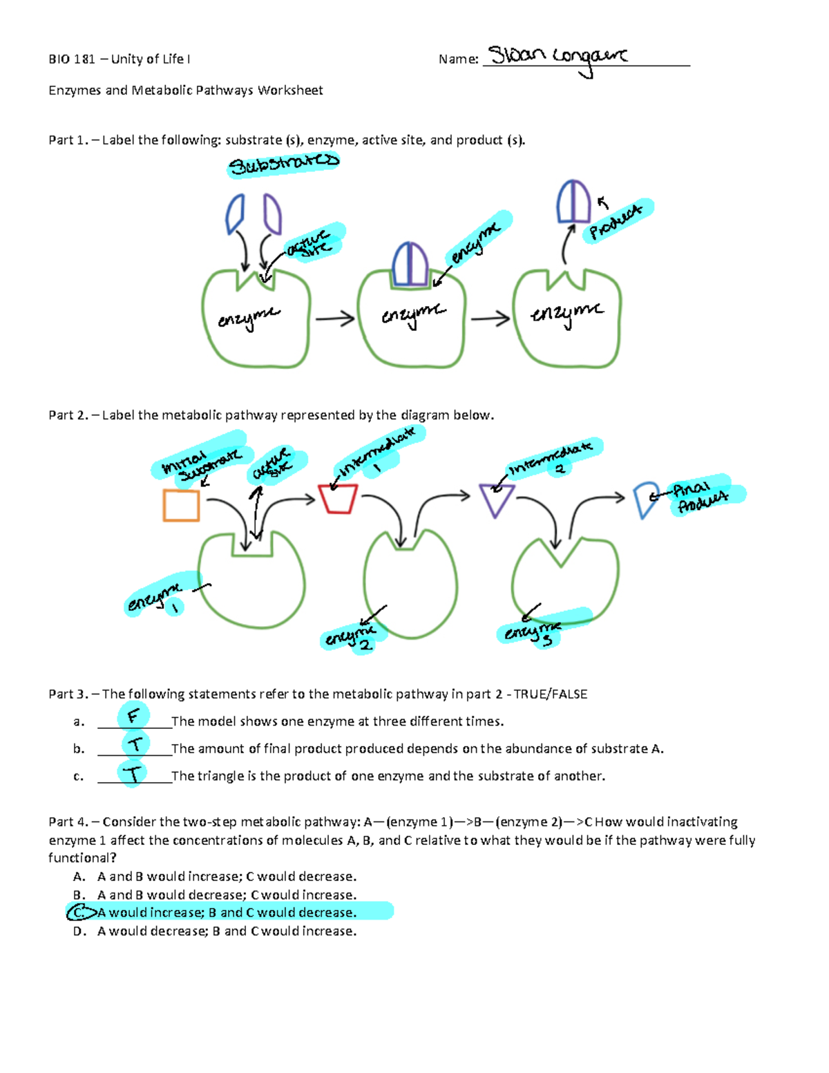 Metabolic pathways Worksheet - BIO 181 – Unity of Life I Enzymes and ...