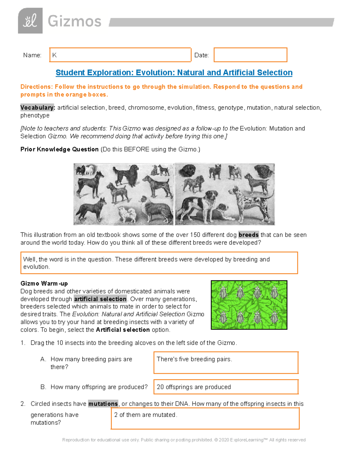 Copy of Evolution Natural Artificial SE - Name: K Date: Student Exploration: Evolution: Natural ...