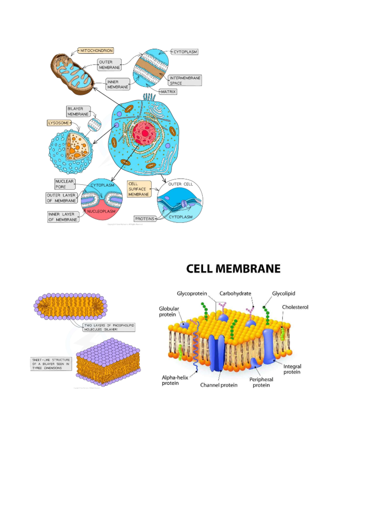 Cell - ... - MITOCHONDRION CYTOPLASM OUTER MEMBRANE INTERMEMBRANE INNER ...