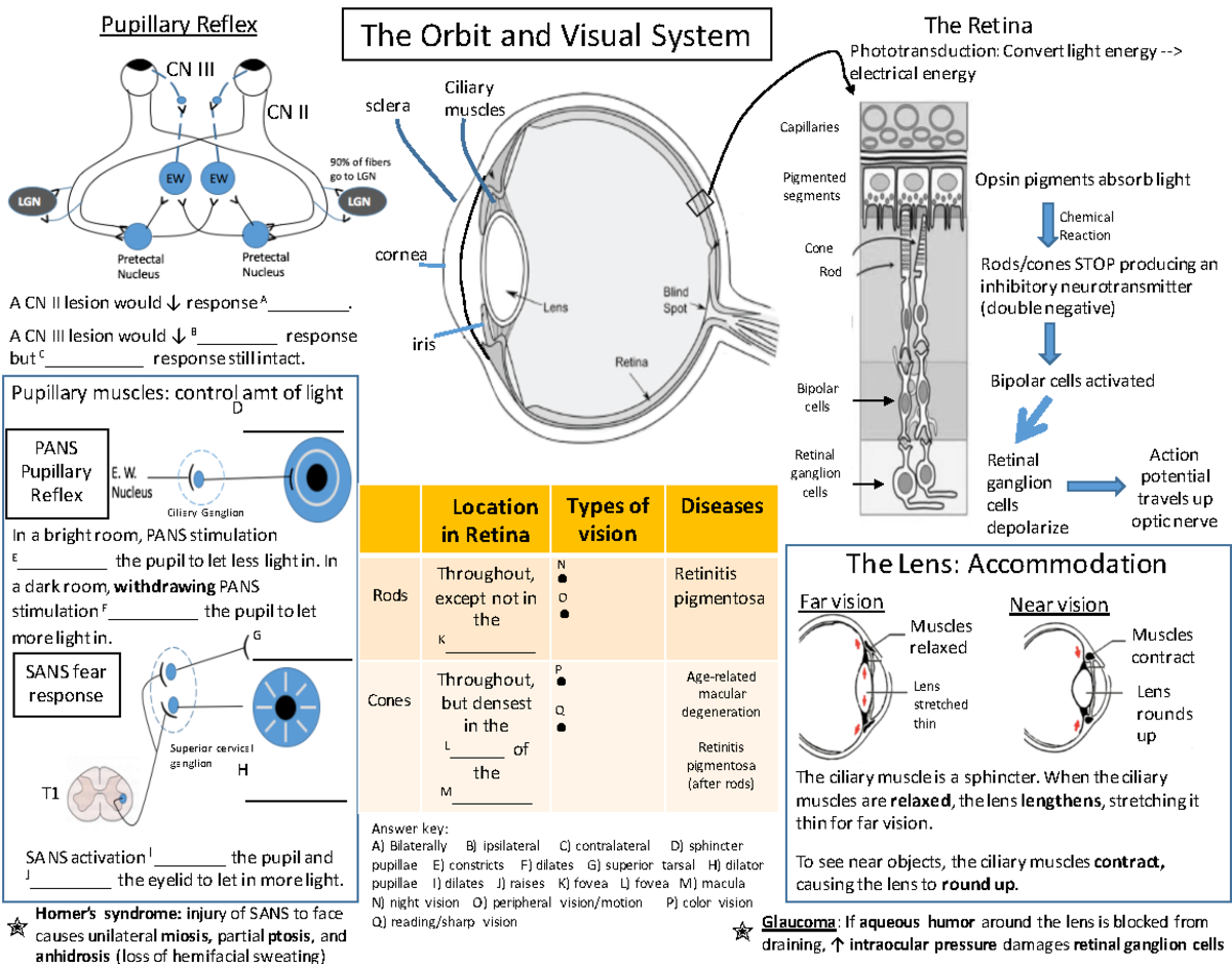 Orbit and Visual Systems - UC San Francisco - Studocu
