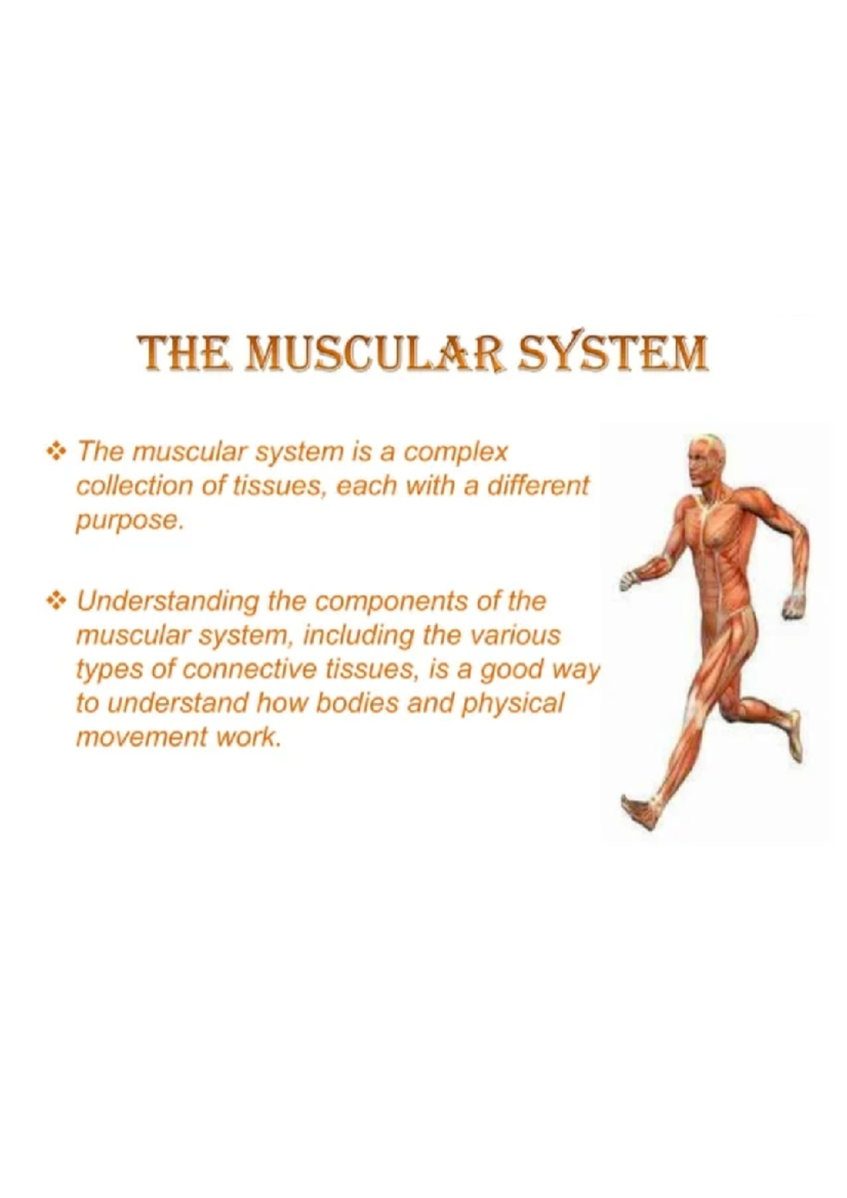 Muscular system - anatomy - Studocu