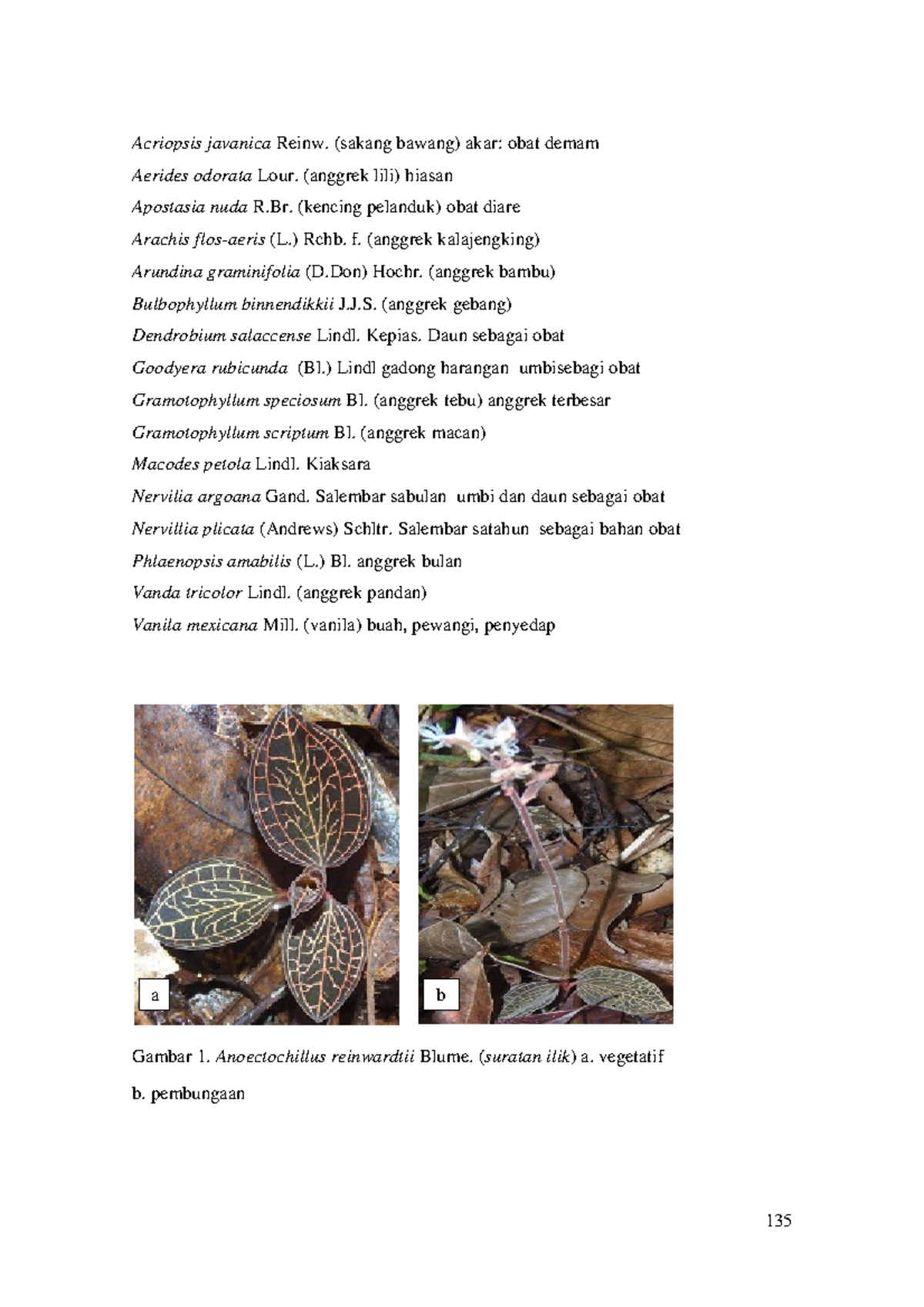 Taksonomi Tumbuhan Tinggi-49 - 135 Acriopsis javanica Reinw. (sakang ...