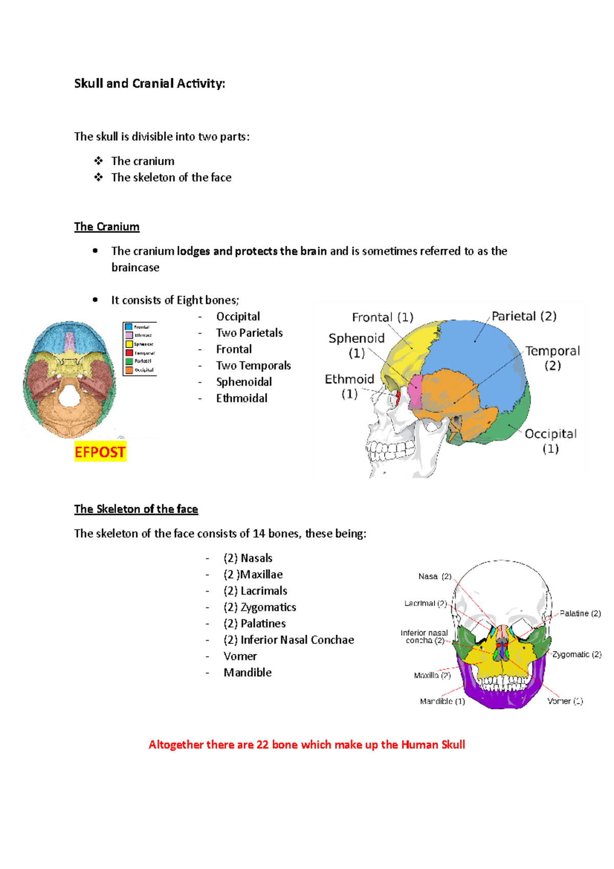 L2-Skull and Cranial Activity - Skull and Cranial Activity: The skull ...