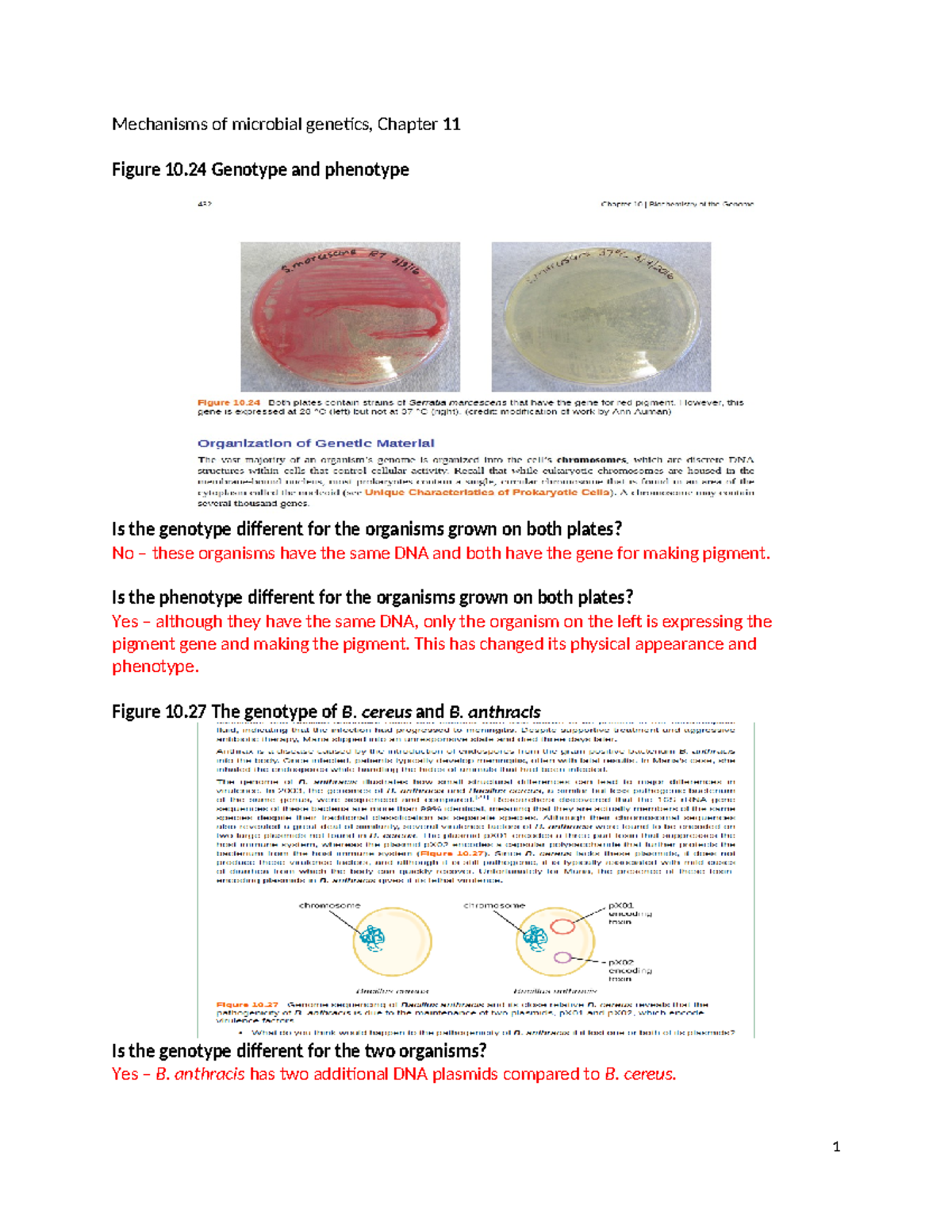Chp 11 genetics worksheet key - Mechanisms of microbial genetics ...