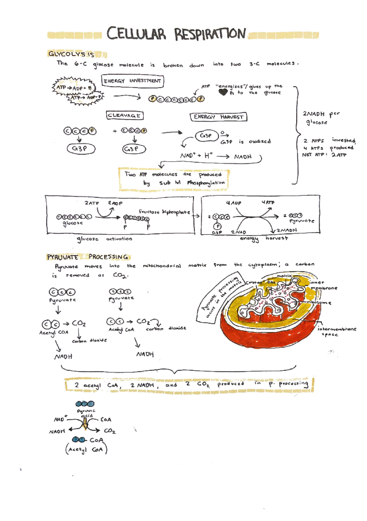 Cellular Respiration Basic Summary - CELLULAR RESPIRATION GLYCOLYS IS ...