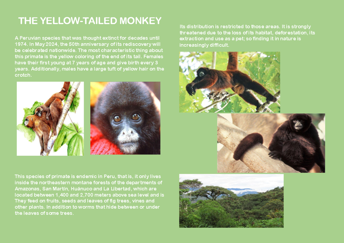 Monkey+in+danger+of+extinction - THE YELLOW-TAILED MONKEY A Peruvian ...