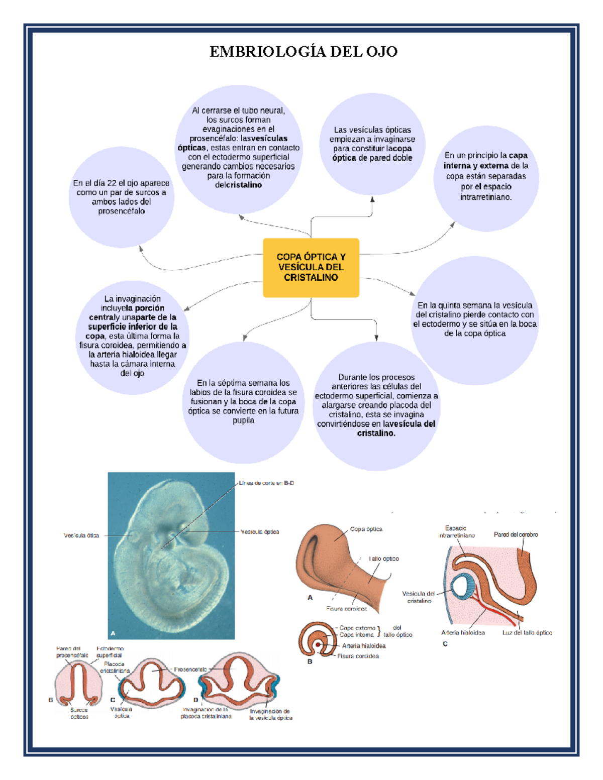 Embriología DEL OJO - Embiología del ojo de Lagman - EMBRIOLOGÍA DEL ...