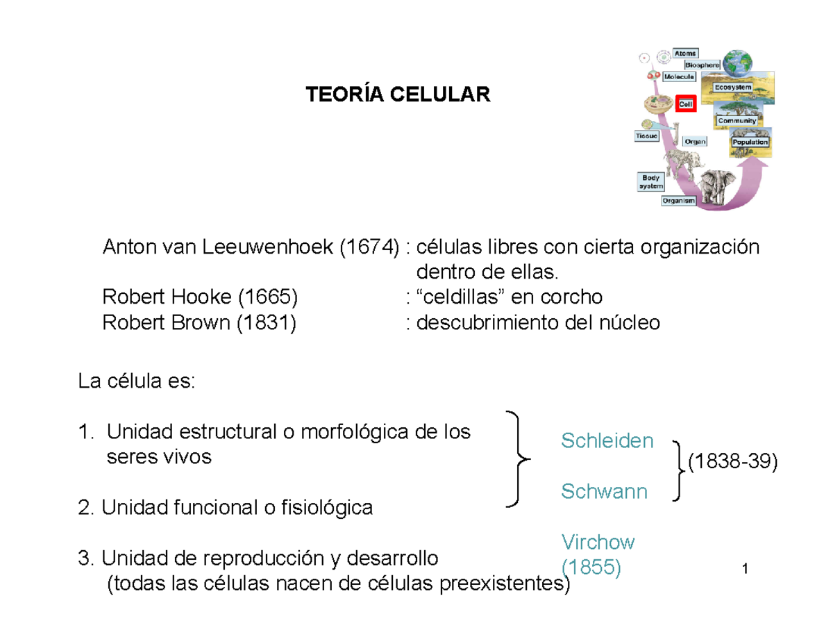 Clase 3. Célula (tipos) - TEORÍA CELULAR Anton van Leeuwenhoek (1674 ...