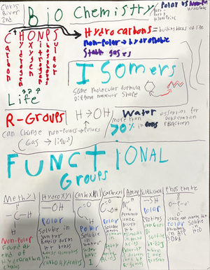 Bio sketch notes - Studocu