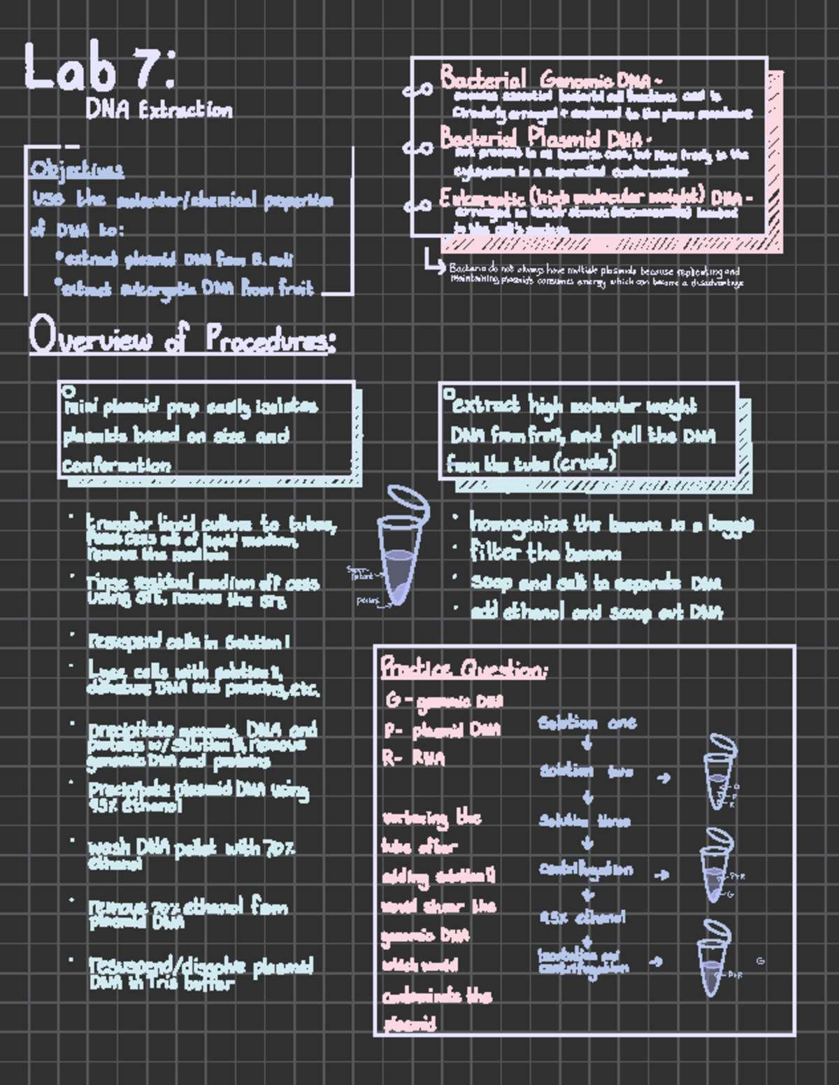 Lab 7 Consolidate Review - Lab 7 : Bacterial Genomic DNA - 2 encodes ...