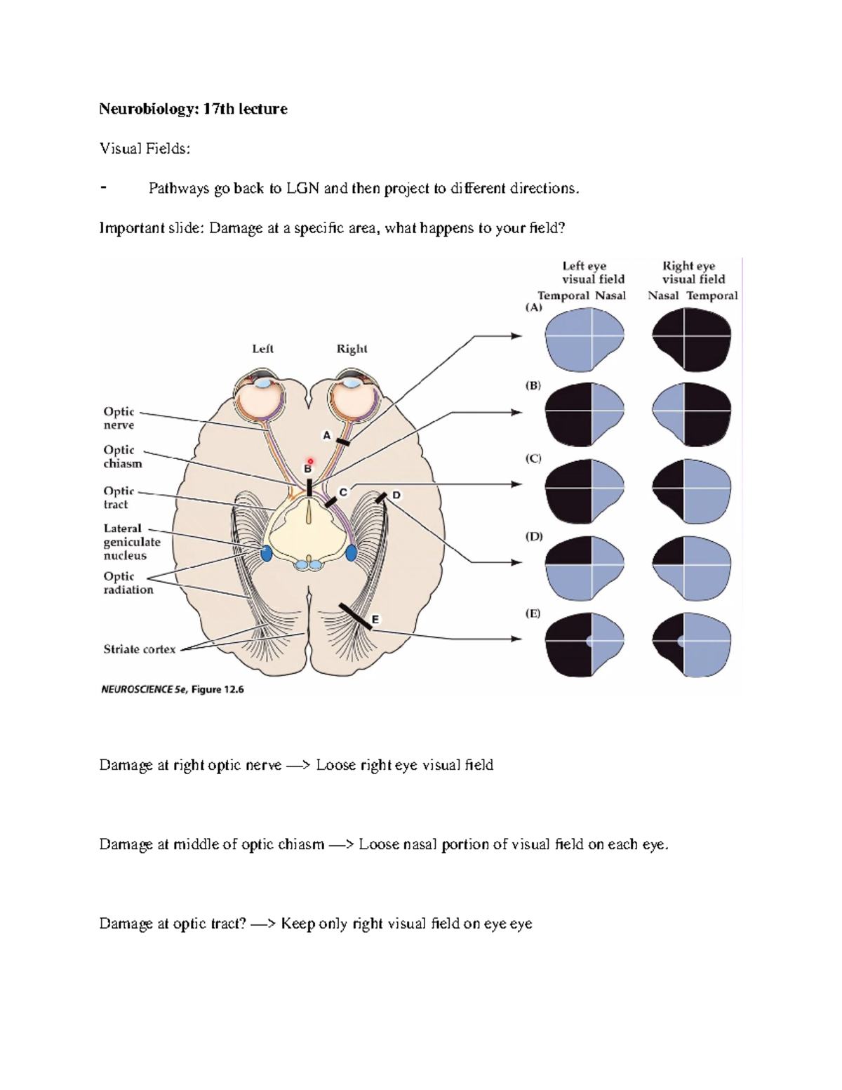 17th lecture notes - Neurobiology: 17th lecture Visual Fields ...