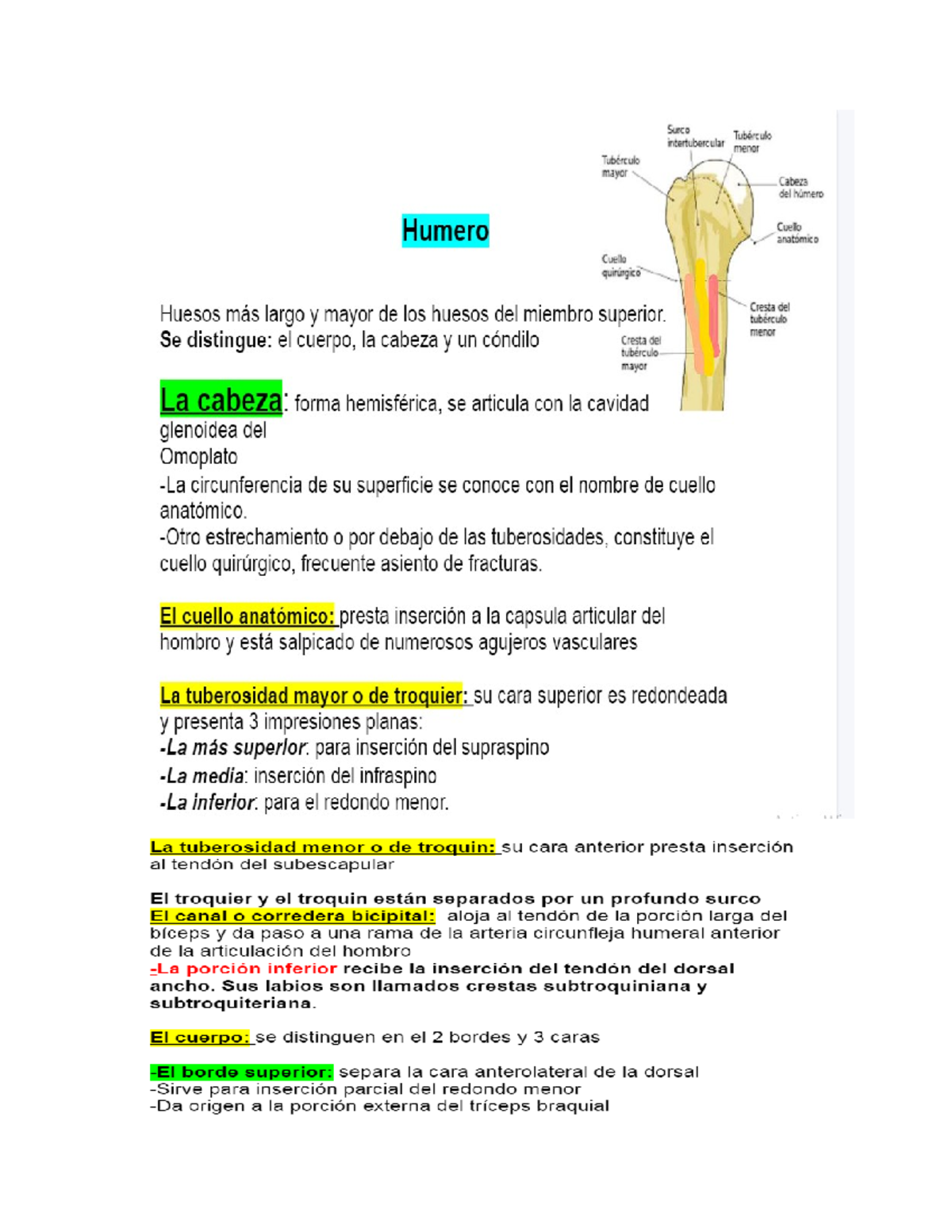 Anatomia Humero PT 1 - Surco Tubérculo intertubercular menor Tubérculo ...