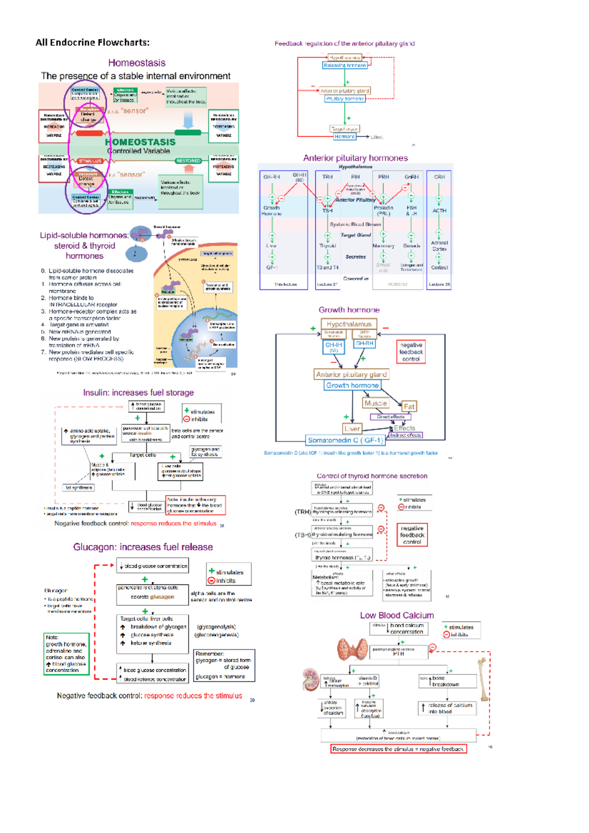 All Endocrine Flowcharts - Human Body Systems 1 - Studocu