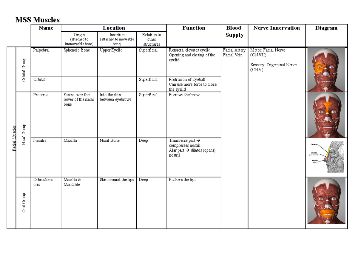 All the Muscles - Table - MSS Muscles Name Location Function Blood ...