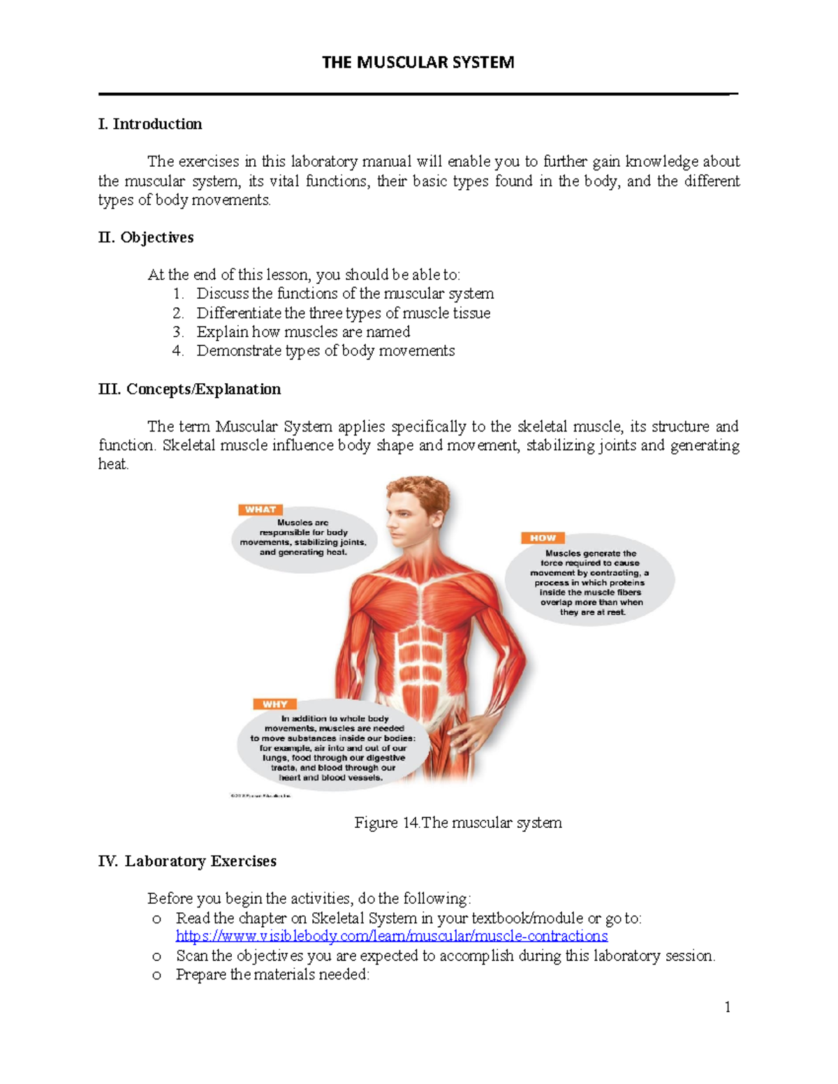 4 - Muscular - THE MUSCULAR SYSTEM _ 1 I. Introduction The exercises in ...