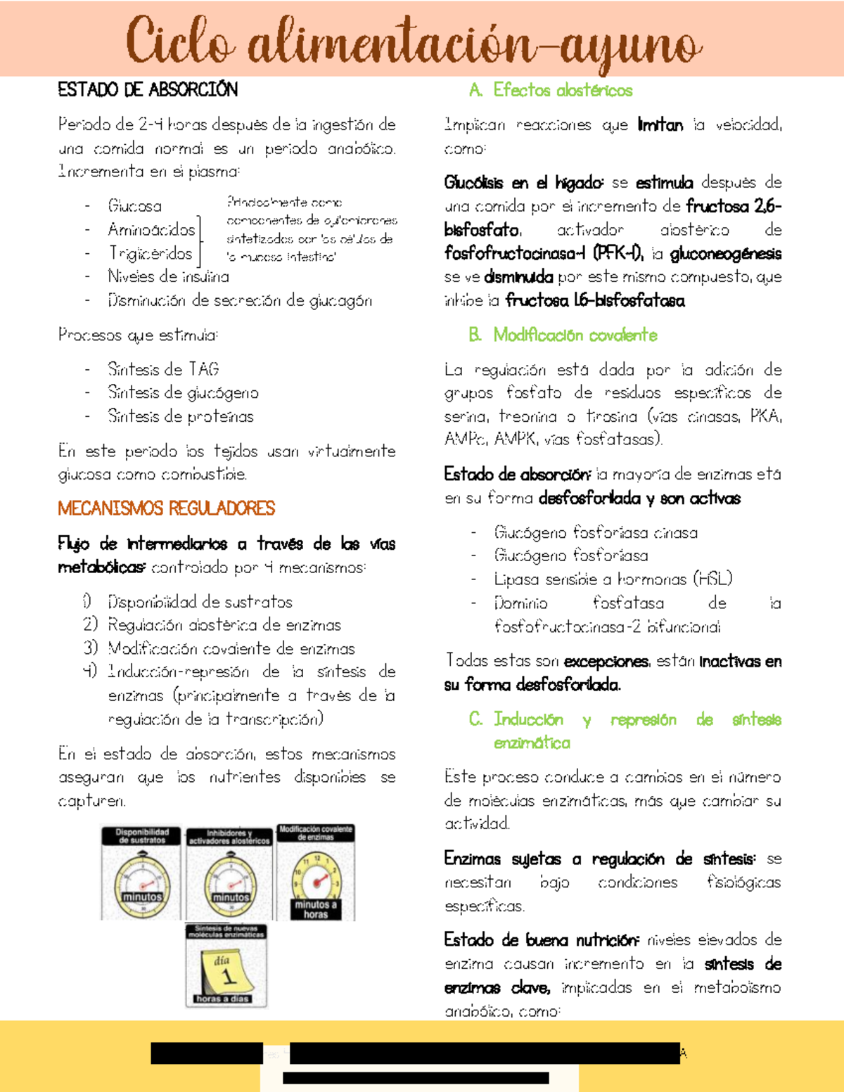Ciclo alimenticio resu - Claudia Andrea Solares HÈrcules – 202240235 ...